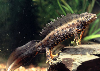 蝾螈科 Salamandridae 蓝色动物学（中国动物科学普）